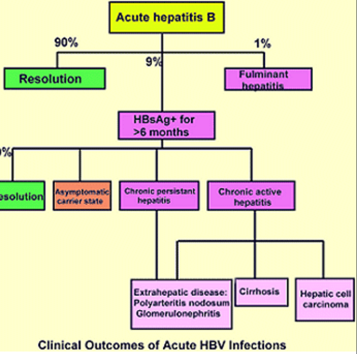 Hepatitis B – My notes