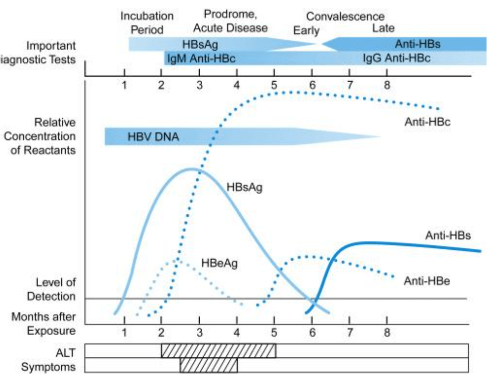 Hepatitis B – My notes